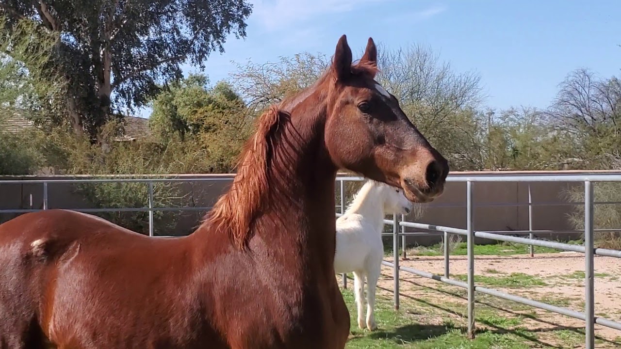 Horses at play - YouTube