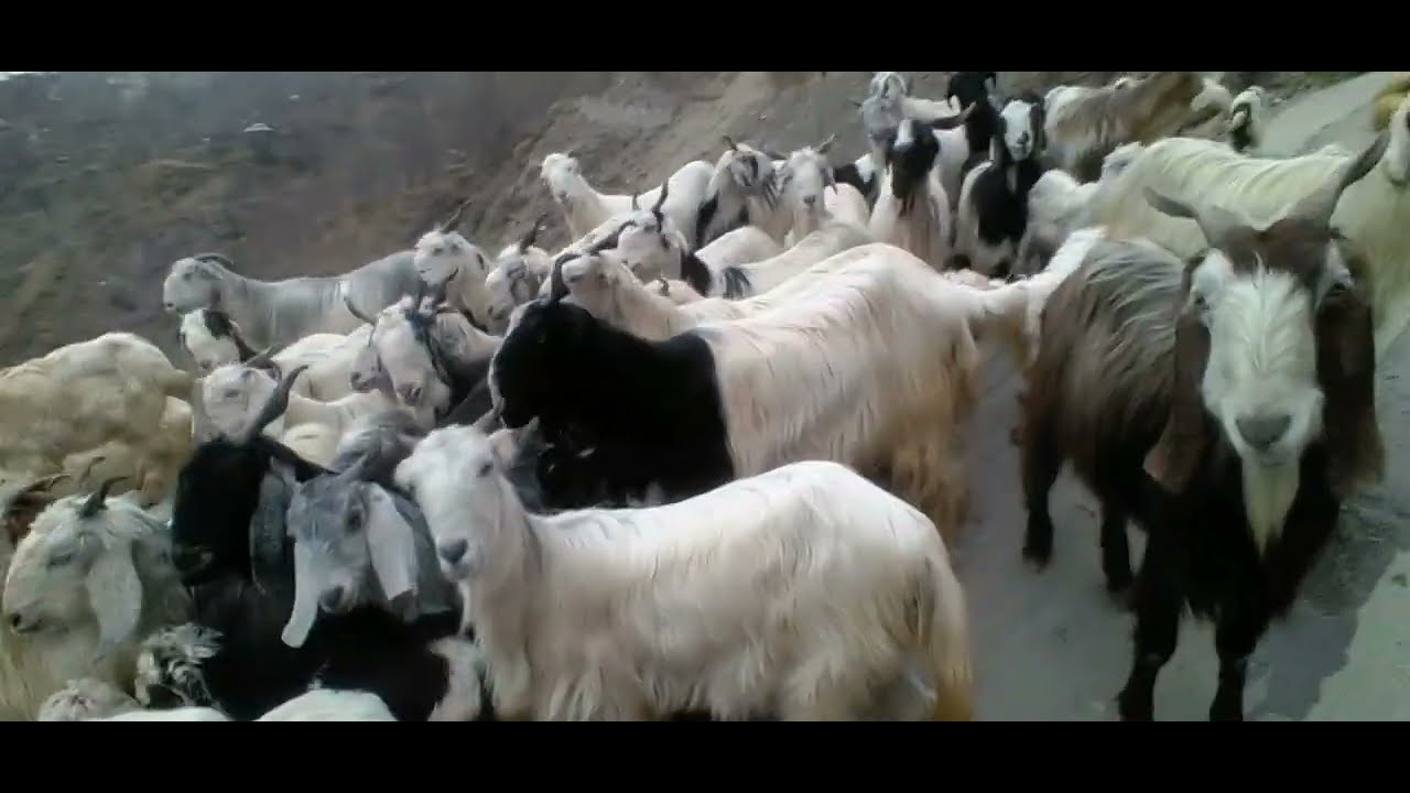 goats in kashmir|gujjar bakarwal ki video|kashmiri bakri wala - YouTube