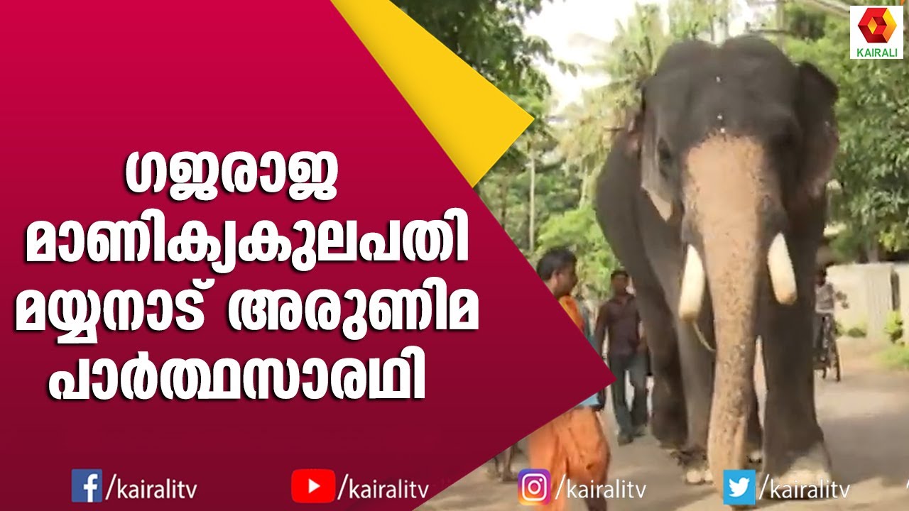 ഏതു വെടിക്കെട്ടിനു മുൻപിലും അടി പതറാത്ത പാർത്ഥസാരഥി | Elephant Kerala ...