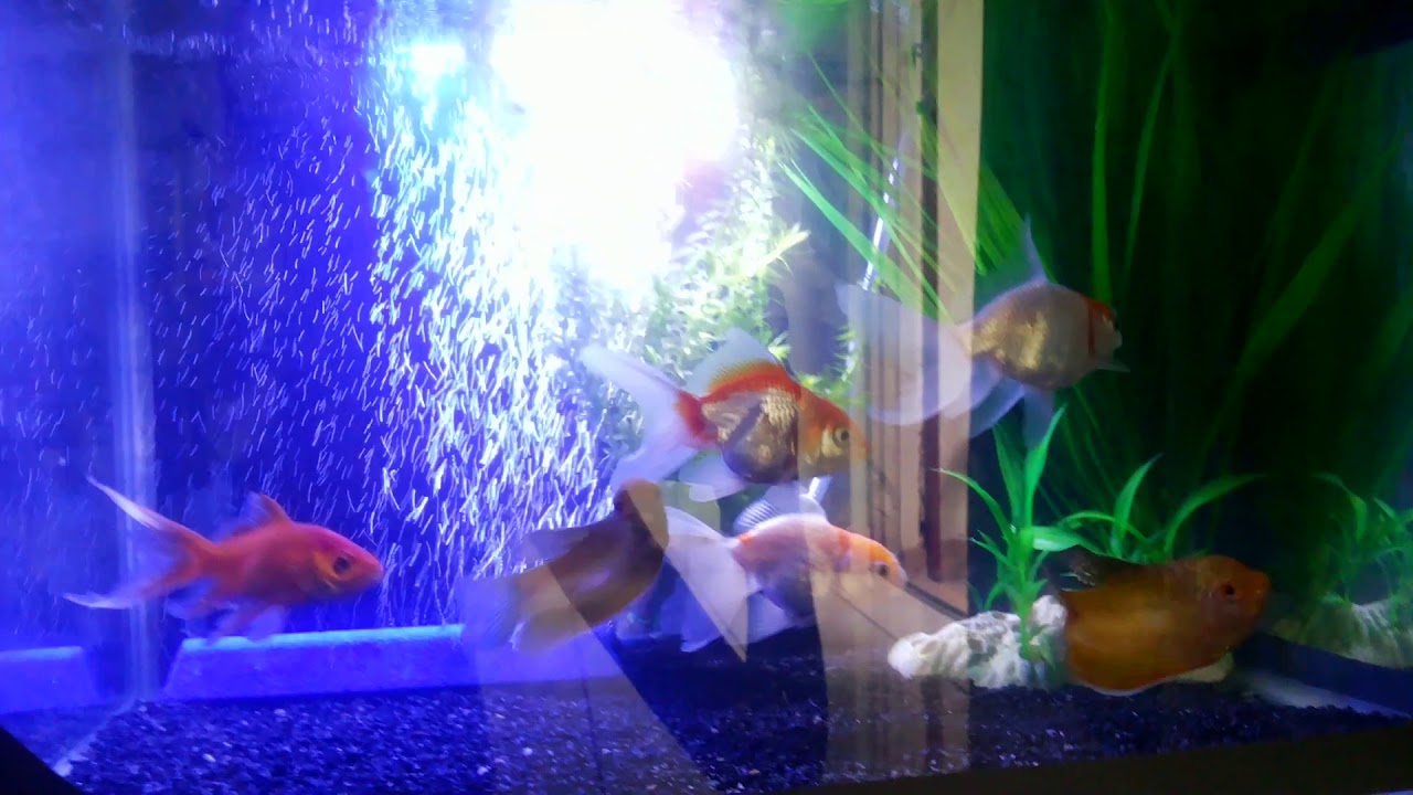 RAKEESH FISH CHANNEL - YouTube