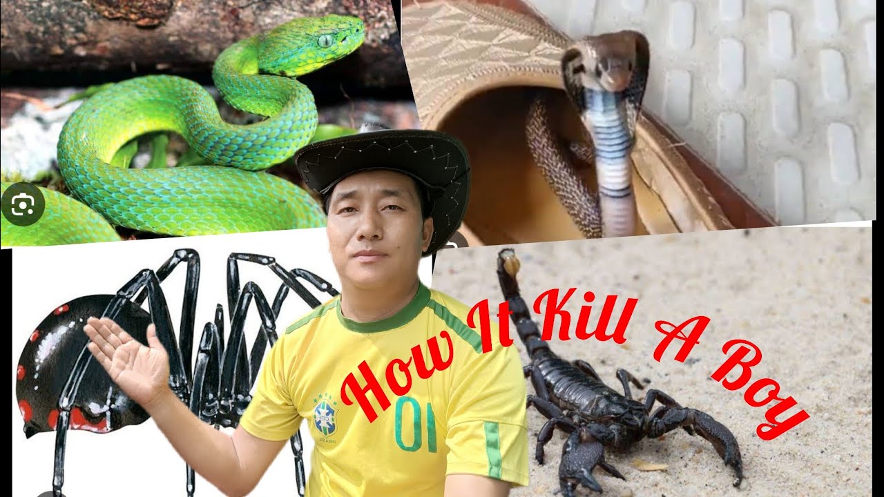 Poisonous Insects is in Shoe Viral Video | Awareness Message: English ...