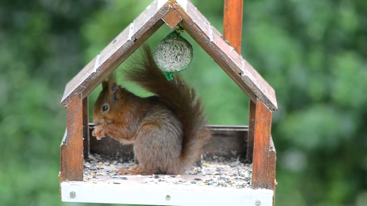 Ecureuil ( 7 ). Vidéo de Pascal Combes. Le 20/06/2013 - YouTube