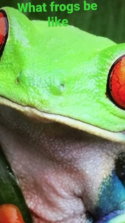 What frogs be like 🐸 - YouTube