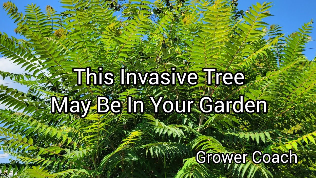 Tree of Heaven Is Invasive! How to prevent seeding and other management ...