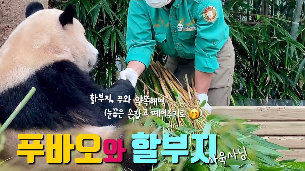 바오패밀리vlog 푸바오와할부지 L 할부지와함께하는시간은언제나좋아 꼼꼼히길~게봐주세여할부지 할부지가손잡아주면모든게ok Youtube
