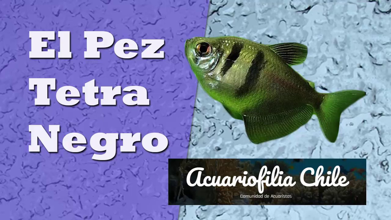 El Pez TETRA NEGRO, también conocido o llamado MONJITA - YouTube
