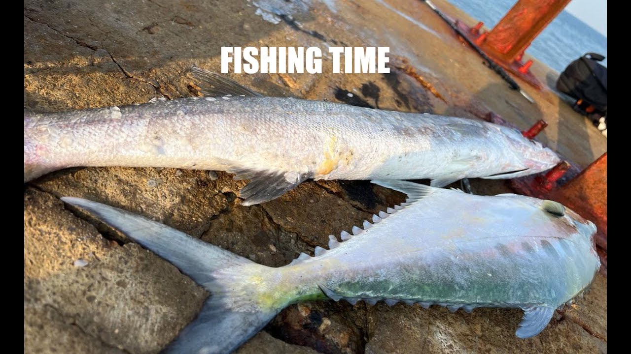 BARRACUDA , A Bloodthirsty Angry Marine Butcher That Can Kill a Human ...