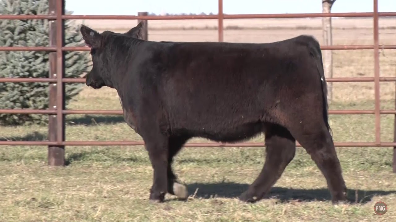 Swanson Cattle Company Tag 19Y - YouTube