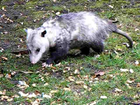 Daytime Possum in Seattle - YouTube