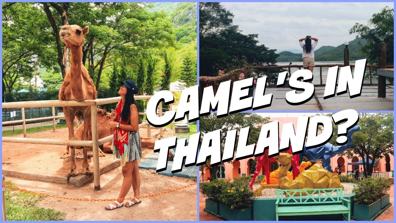Travel vlog: CAMEL REPUBLIC THAILAND - YouTube