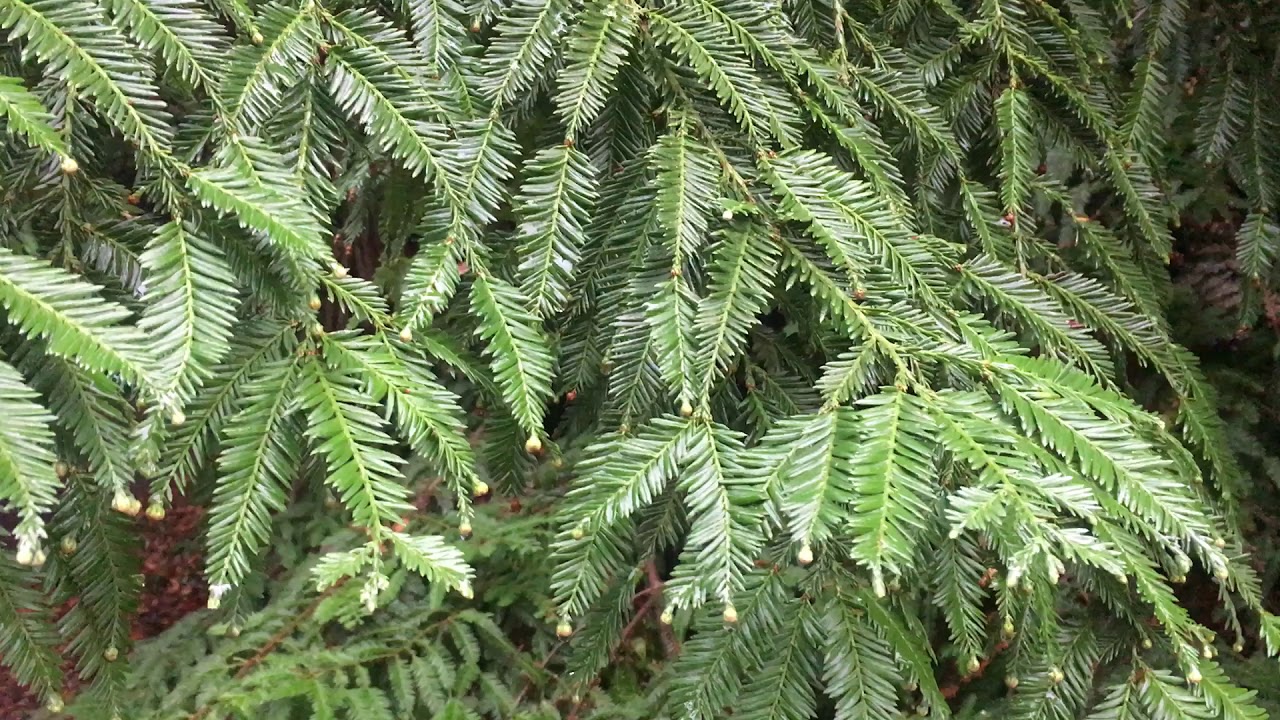 Redwood Trees Leaves