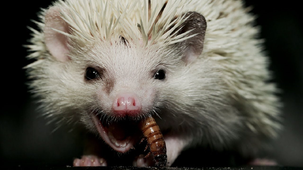 ШОК! Що насправді їдять їжаки? | Что на самом деле едят ежи | Hedgehog ...