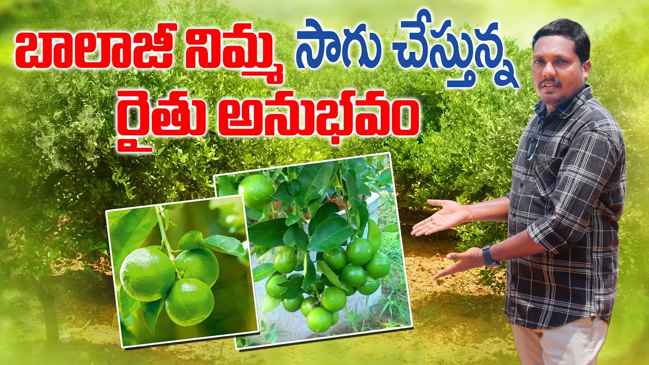 బాలాజీ నిమ్మ సాగు | Best Variety for Lemon | Balaji Lemon | AgriTech ...