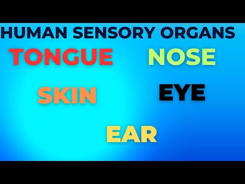 Human Sensory Organ and types of sensory organs|| Structure and ...