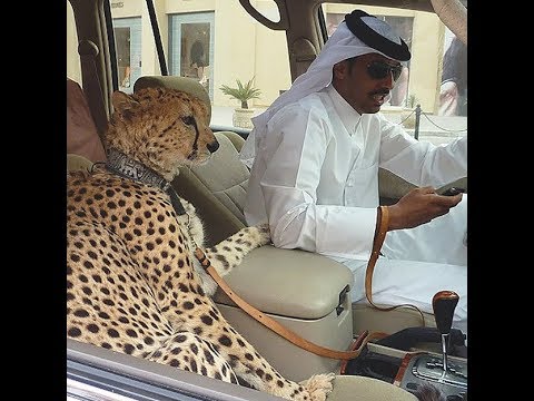 Arab With Tigers Unbelievable 😲😲😱 - YouTube