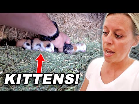 New Baby Kittens BORN!