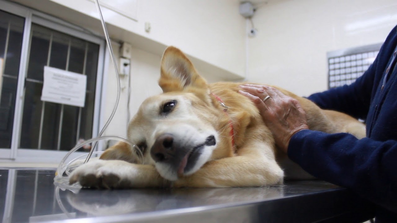 [ CANCER EN PERROS ] Perrito operado de tumor en la garganta - YouTube