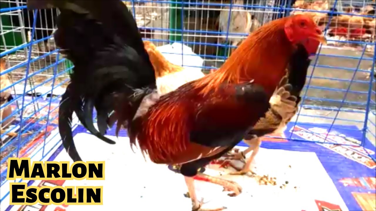 Marlon Escolin | Jimi Lim | Randy Hebron | IGF 2022 - YouTube