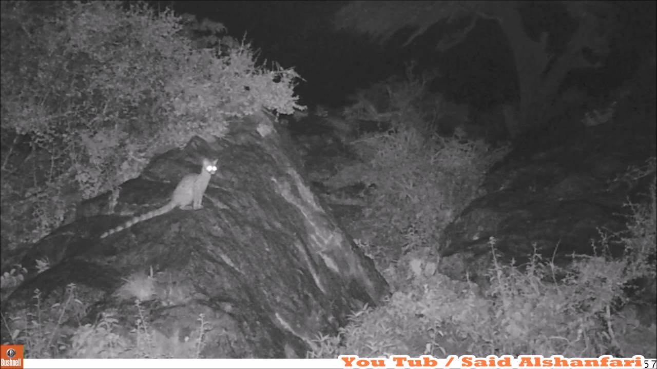 صلاله - رصد النمس الرباح العربي Salalah - Arabian Genet - YouTube