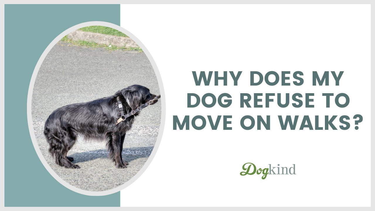 Why Do Puppies Refuse To Walk