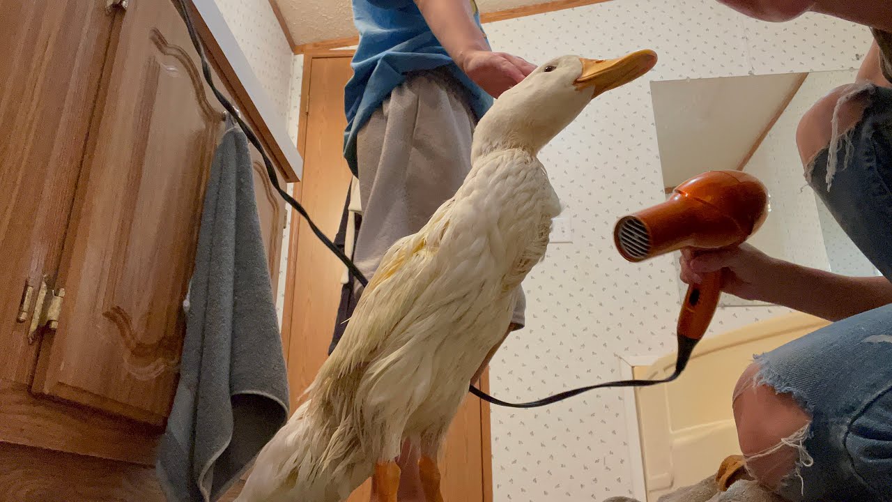 Why is this duck getting it's feathers dried with a hair dryer? - YouTube