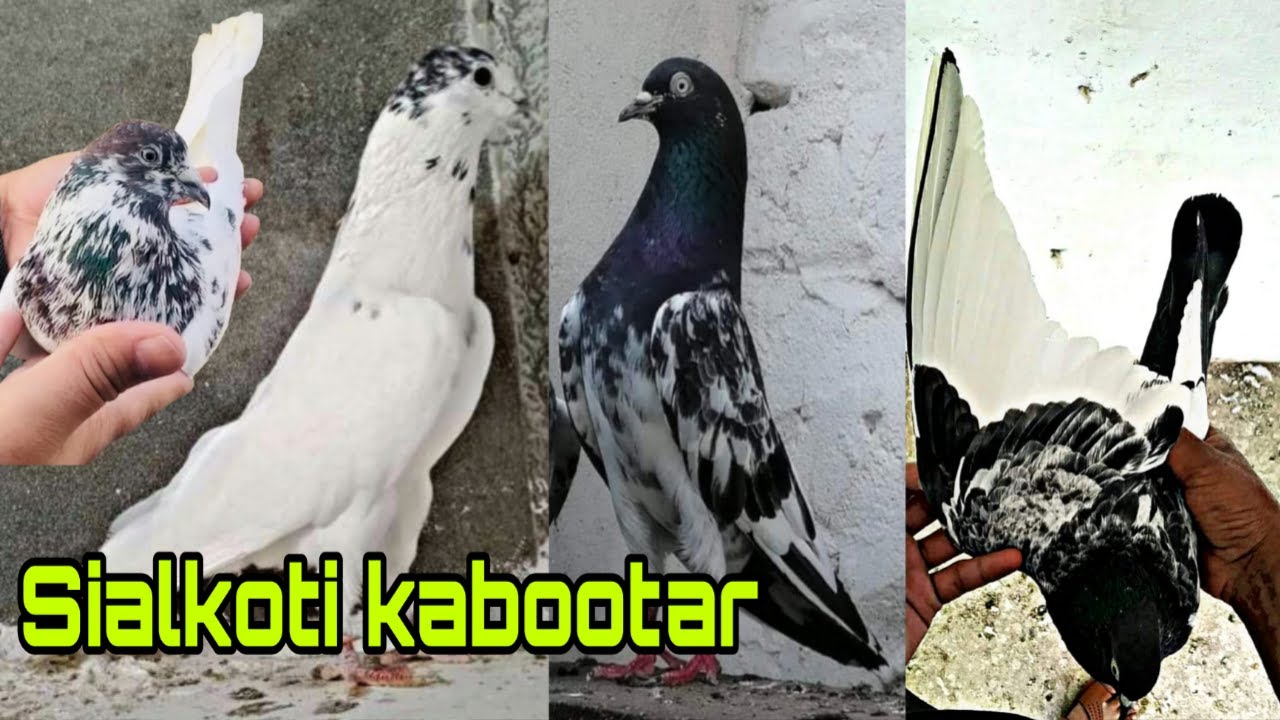 Sialkoti Kabootar ! Sialkoti Batera Pair ! Golden kabootar! @PigeonsRoy ...