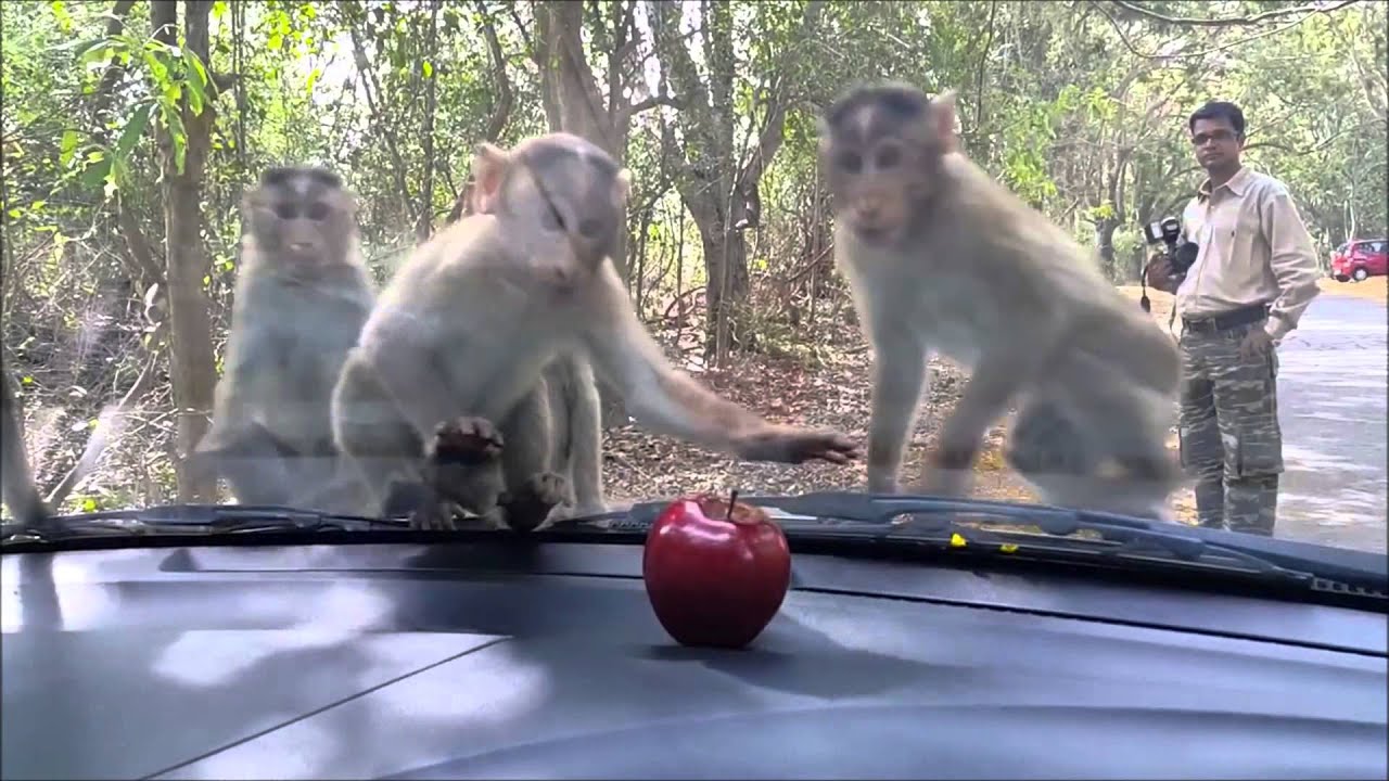 Funny Monkey Videos Compilation - Cheating with Monkey - Funny Monkey ...