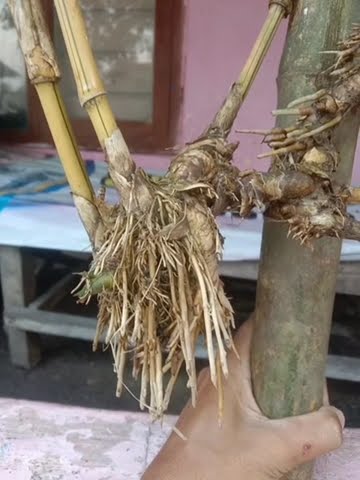bambu unik carang gantung jenis bambu kuning #bambu #bambuantik #unik # ...