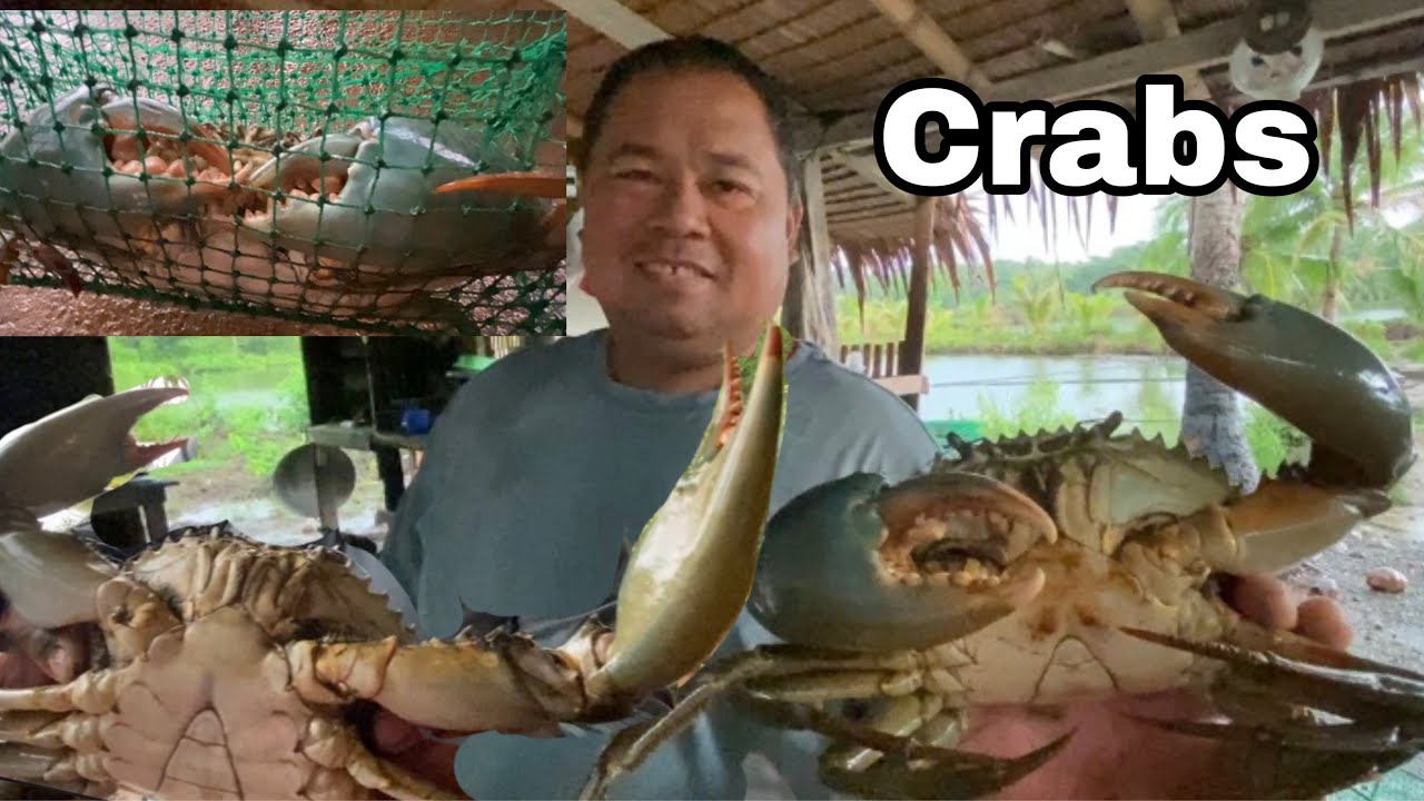 Nakabenta ng mga Alimango at bangus + namandaw ng bakikong vlog867 ...