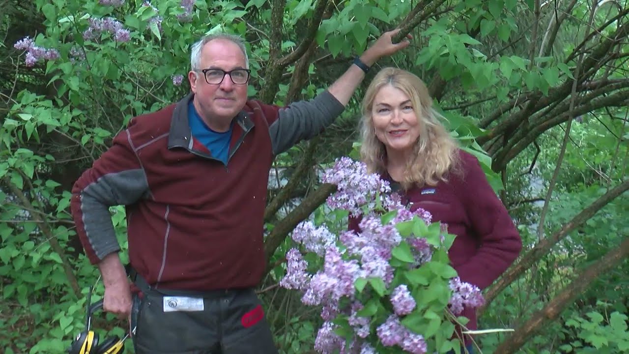 Gardening Advice: It’s A Good Time To Prune Flowering Shrubs - YouTube