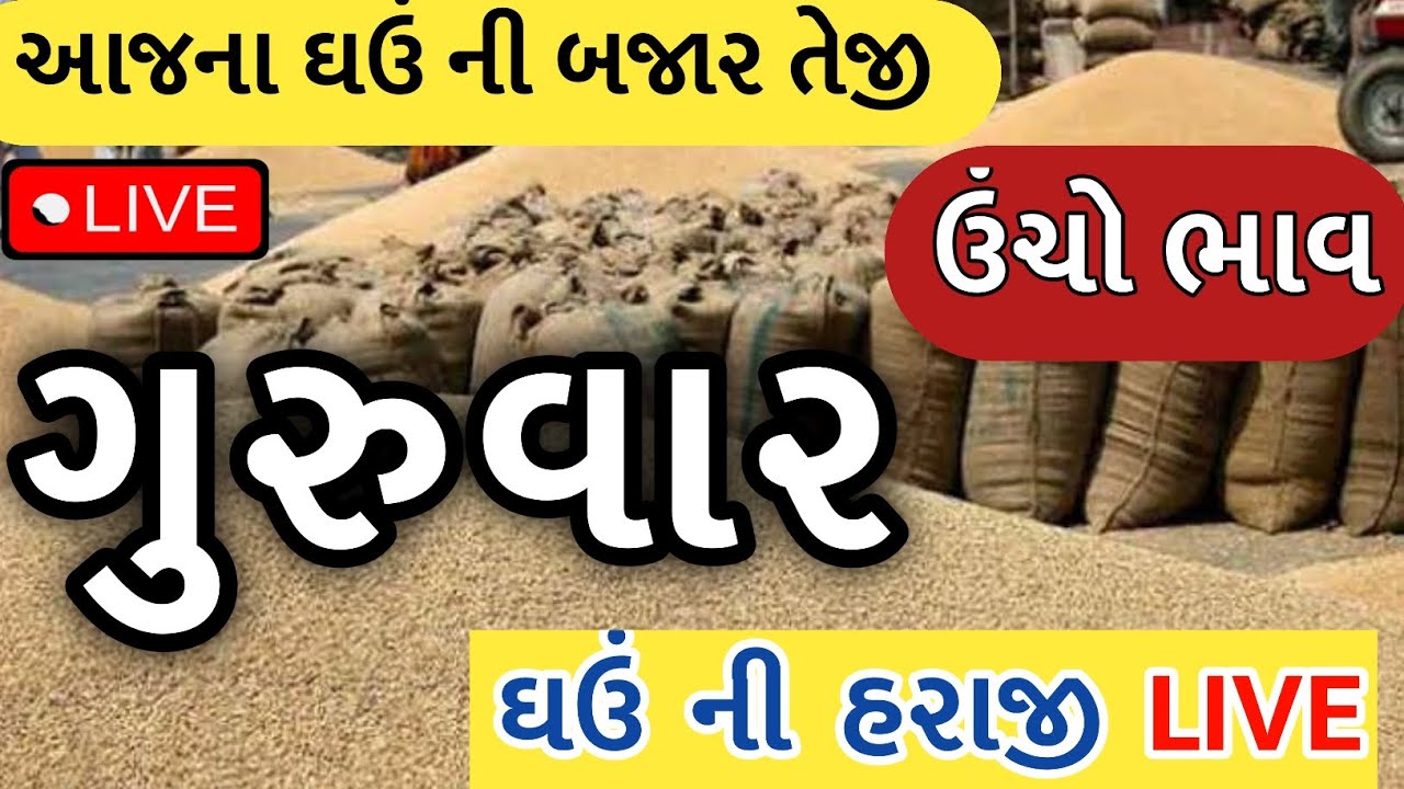 ghav na bhav | 08-06-2023 | ઘઉં ના ભાવ 2023: | live નવા ઘઉં ની હરાજી ...