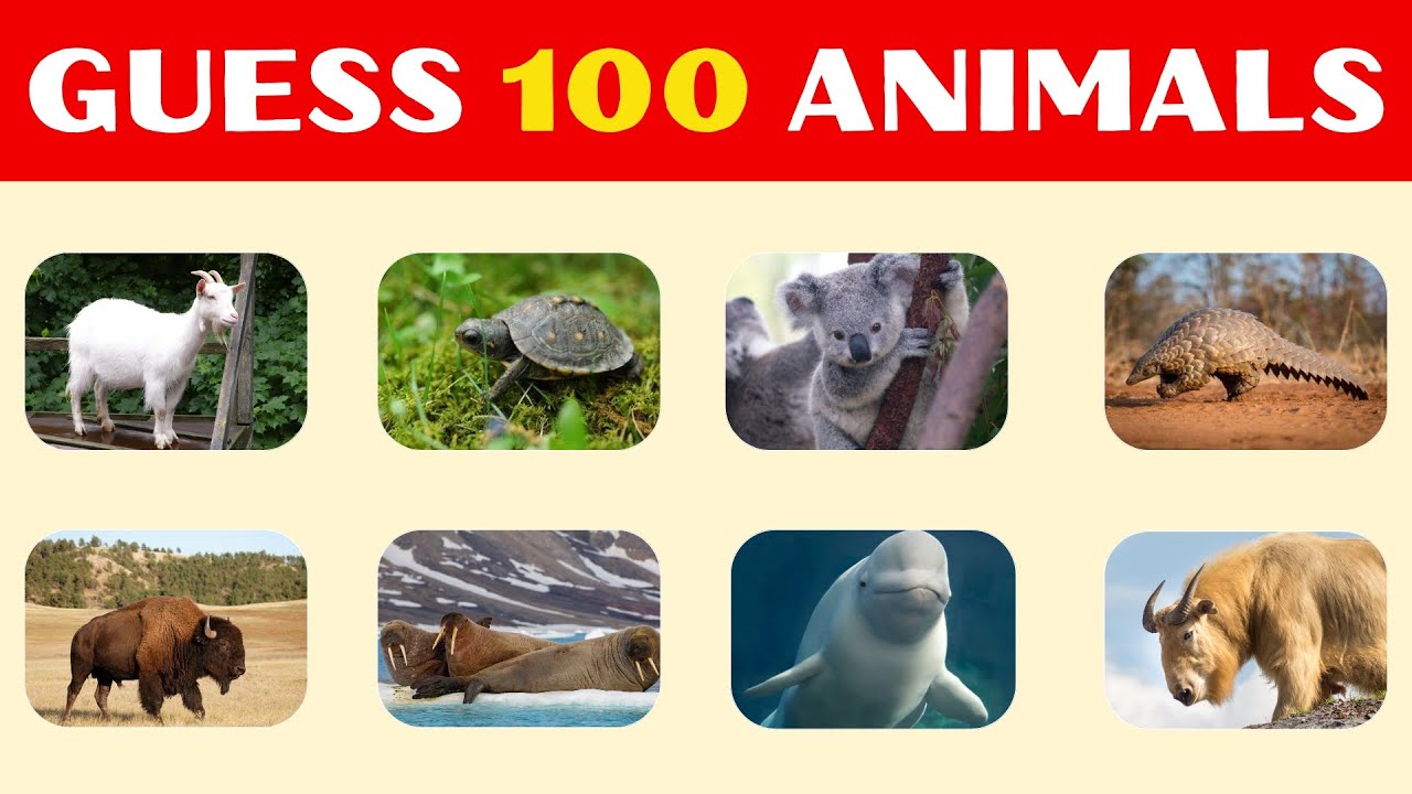 Guess the Animal Quiz | Can You Guess the 100 Animals!!🤯 - YouTube