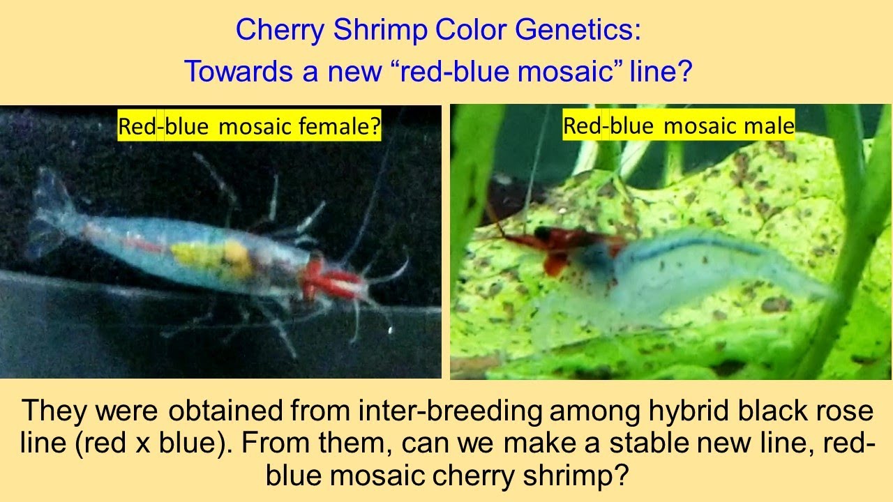 Cherry shrimp color genetics: Towards a new, red-blue mosaic line ...