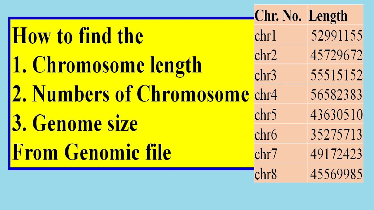 Number of Chromosomes and Chromosome Length from Genome file - YouTube