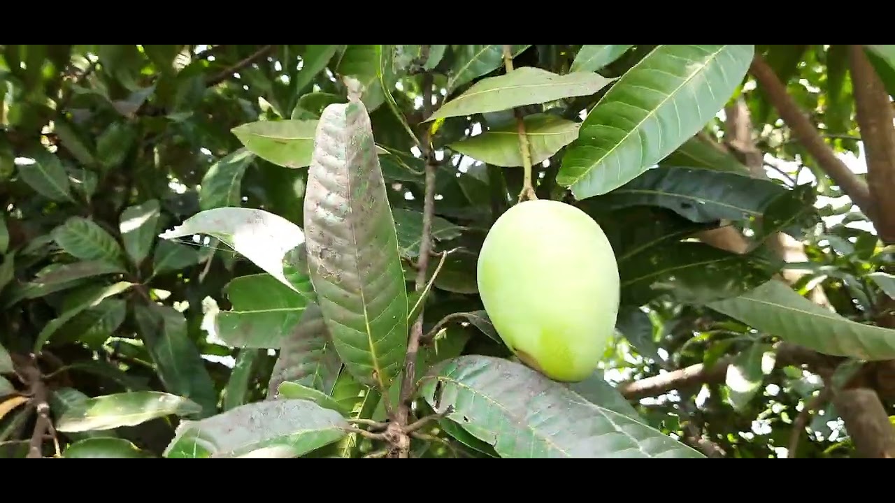 Big Mango Tree || Farm House பெரிய மாங்காய் மரம் #tree #mango - YouTube