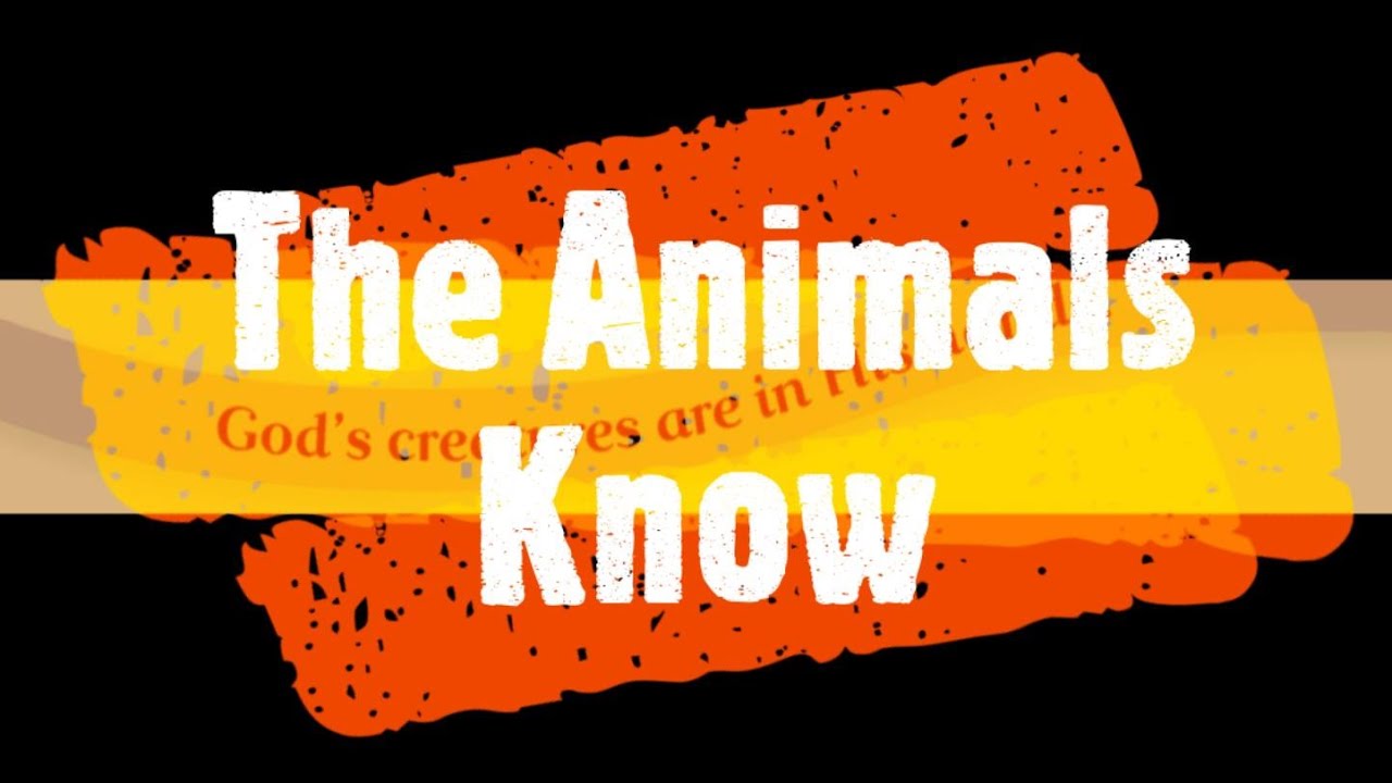 The Animals Know (2024-05-26) - YouTube