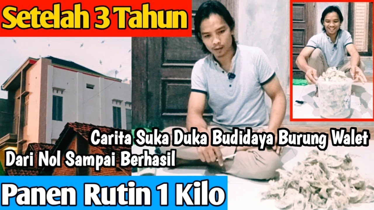 Cerita Suka Duka Usaha Budidaya Burung Walet Dari Nol Sampai Berhasil ...