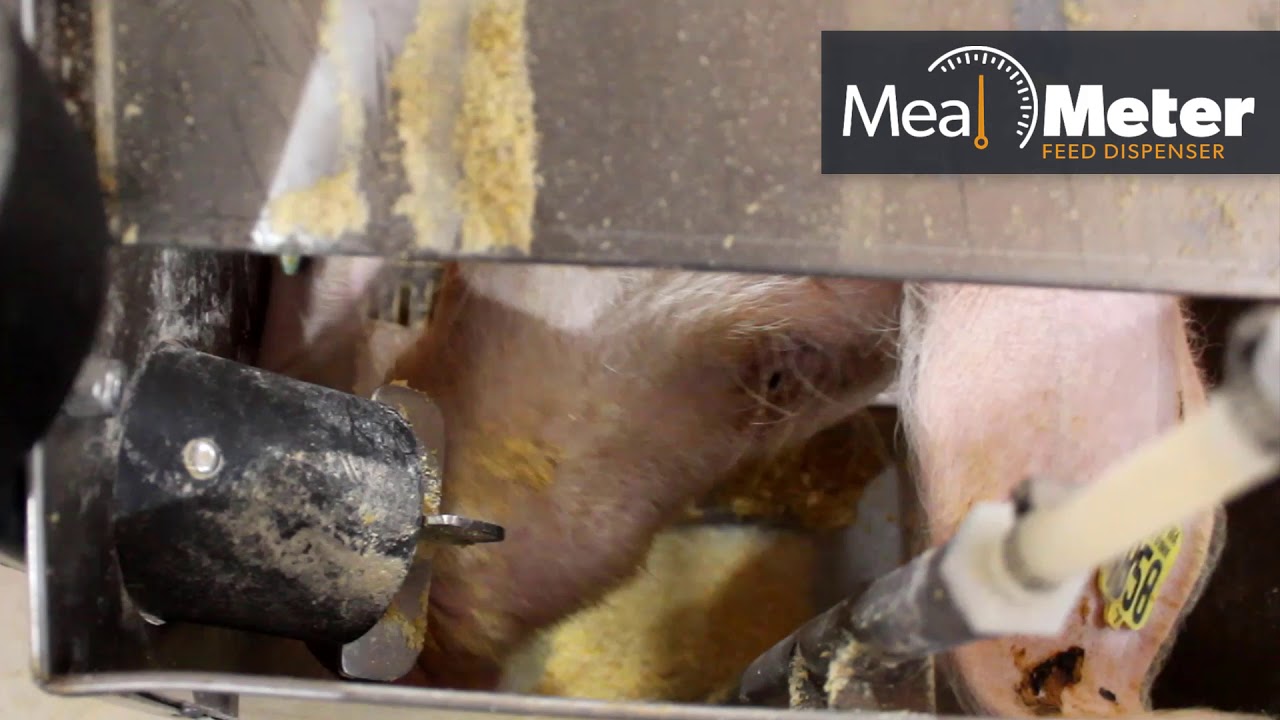 Feeding Sows Ad-Lib with the MealMeter feed dispenser - YouTube