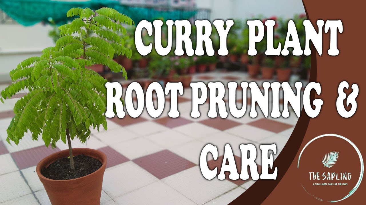 || CURRY PLANT ROOT PRUNING, RE POTTING & CARE || Easy Root Pruning ...