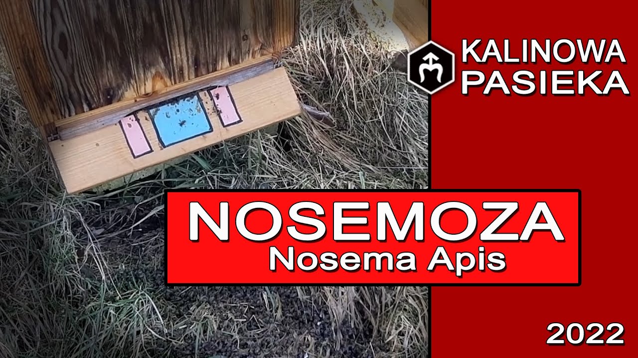 Nosemoza - Nosema Apis / oblot 2022 / choroba w pasiece. Kalinowa ...
