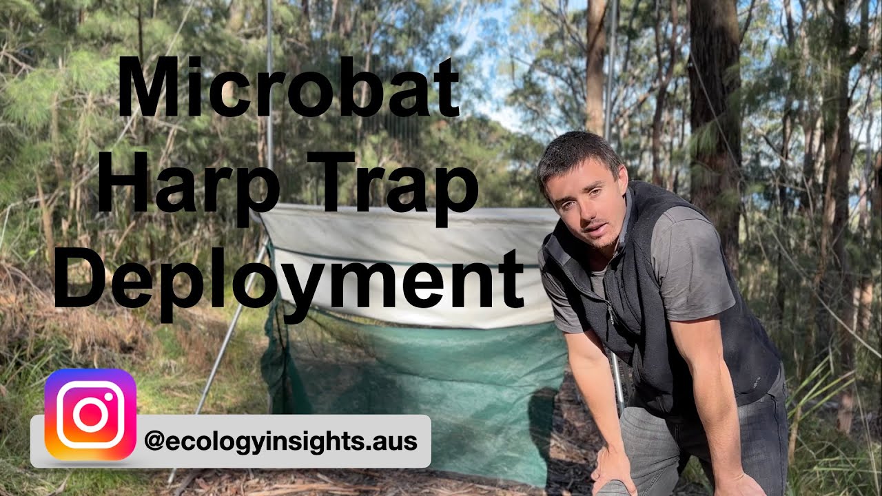 How to Deploy a Microbat Harp Trap: Tips and Tricks - YouTube