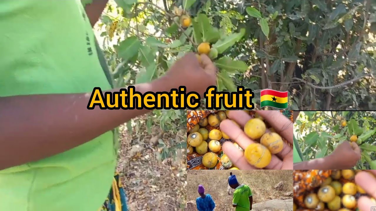 Authentic fruit Ebony fruit//very natural #africa #village #africafood ...