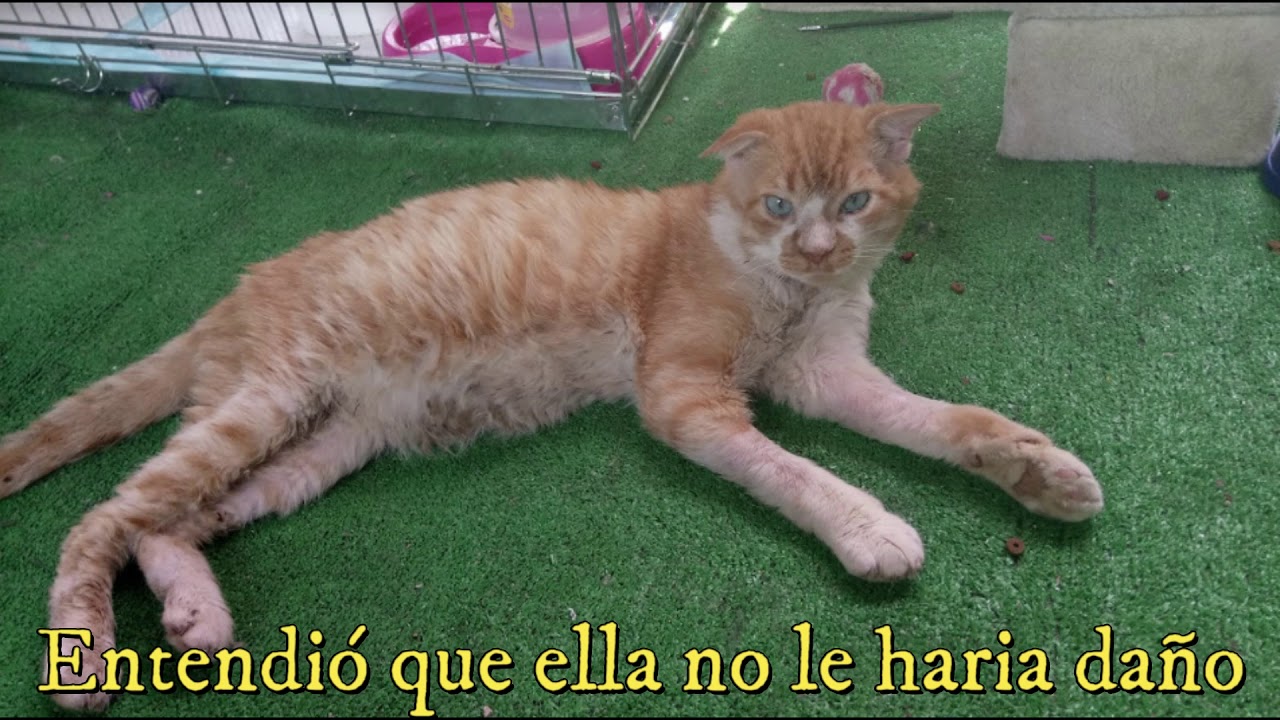 Houdini el gato milagro - YouTube