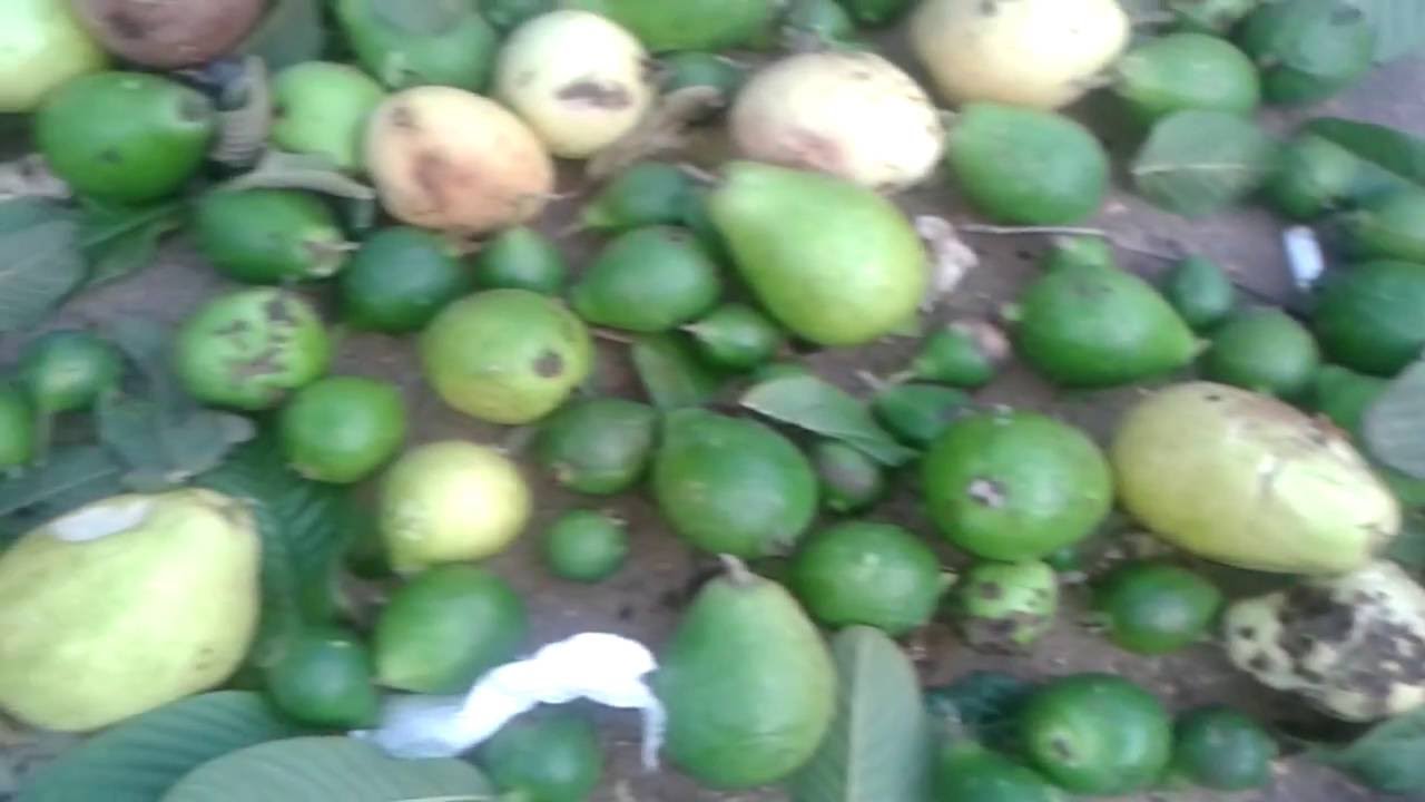 Bicho da Goiaba Tristeza- O que Fazer? - YouTube