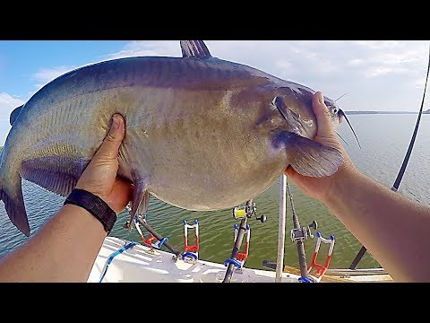 What's Inside This Catfish Belly - YouTube