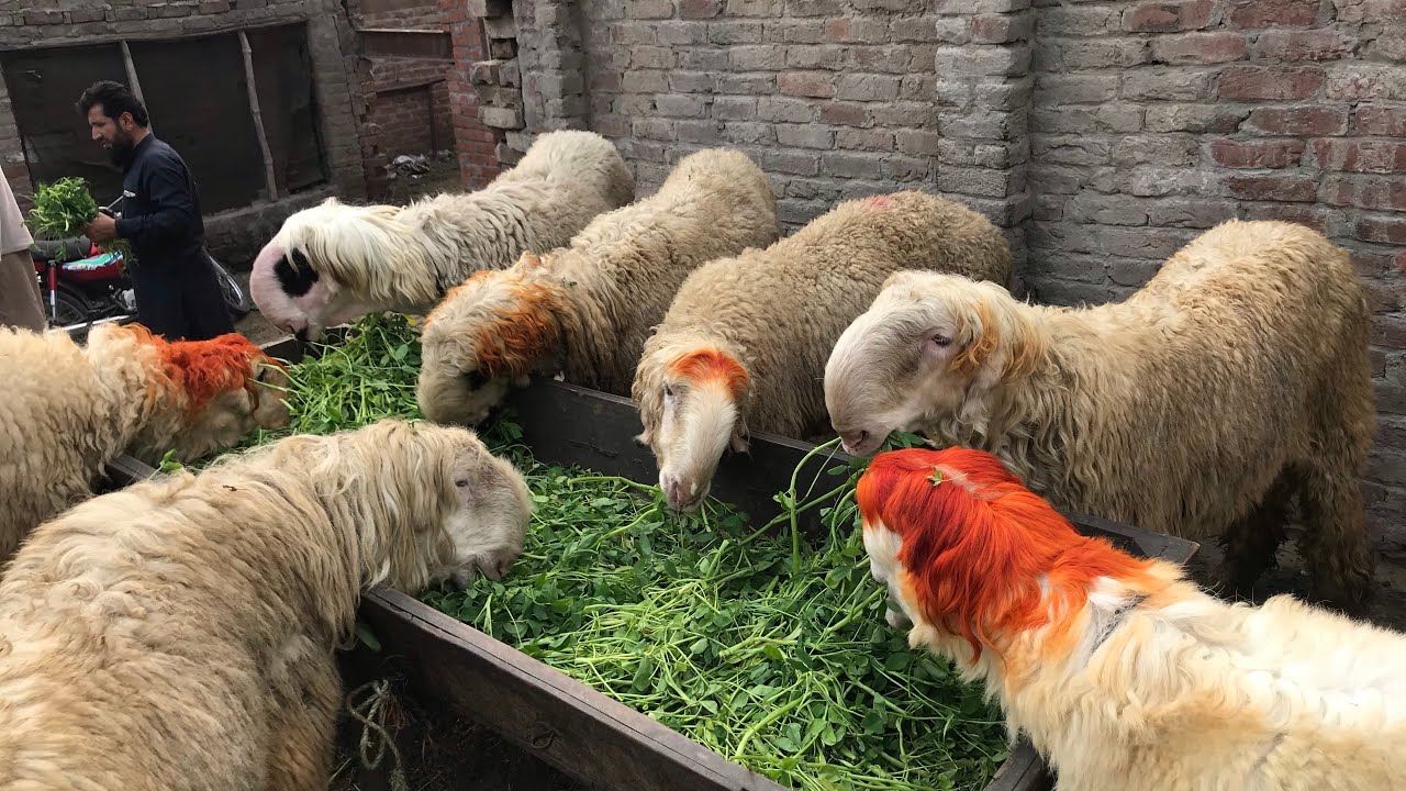 Goat farming in pakistan bakra for sale mundra chatra for gujranwala ...