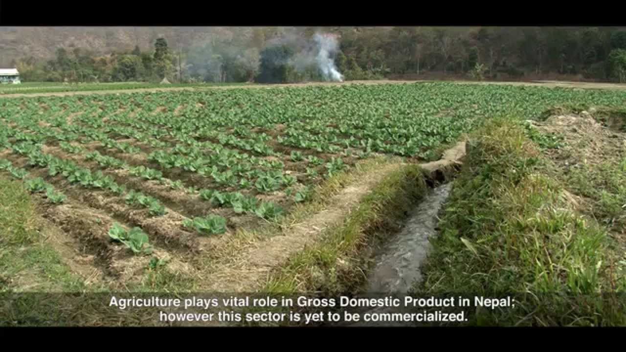 Commercial Scale Fodder Production