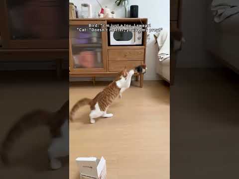 🐦Flapping Bird Cat Toy🐱Interactive Flying Fun!#CuteCat#FunnyCats#CatLovers