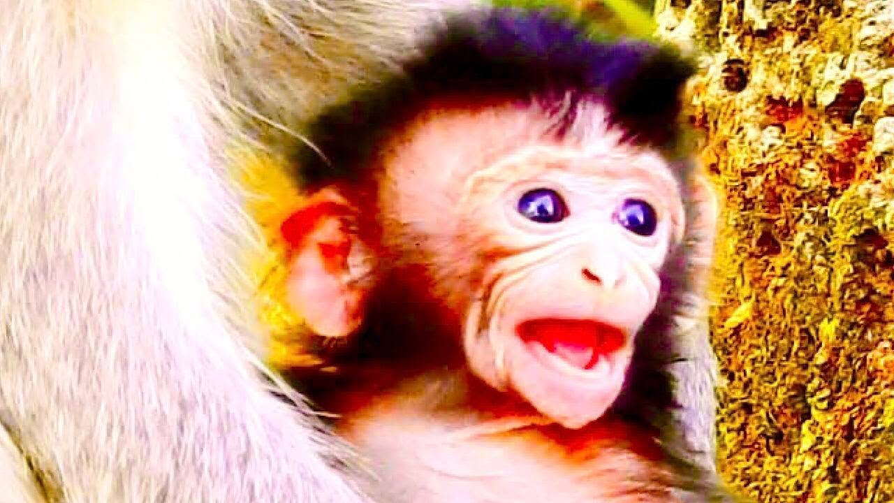 Pitiful!.. Newborn baby cry need Milk - YouTube