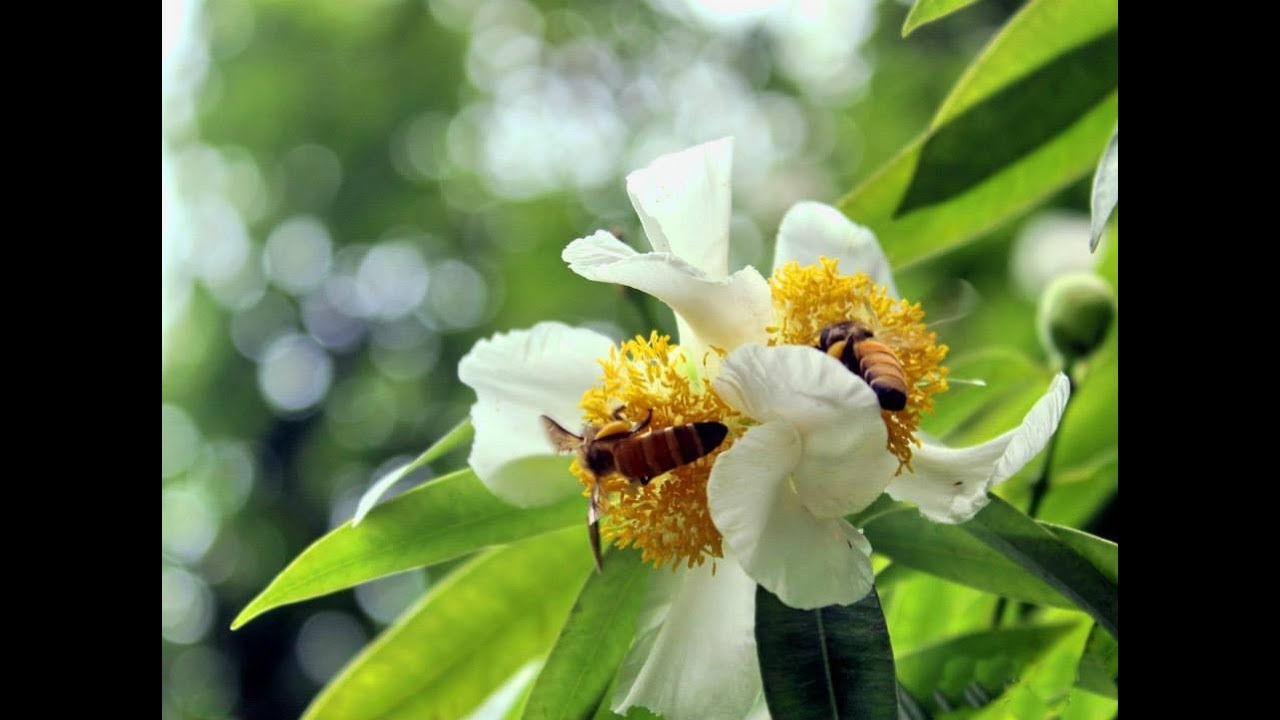 Rare Species Nageswar / নাগেশ্বর / Mesua Ferrea / Nag Keshor / নাগকেশর ...